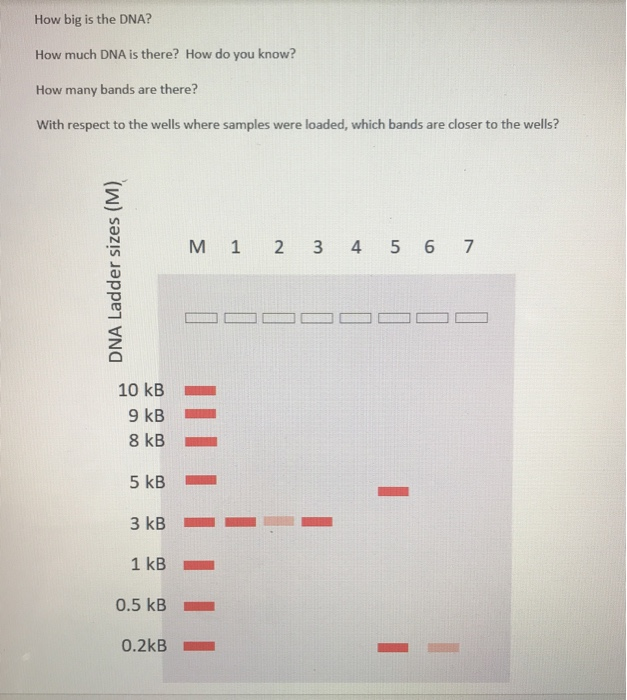 Solved How big is the DNA? How much DNA is there? How do you | Chegg.com