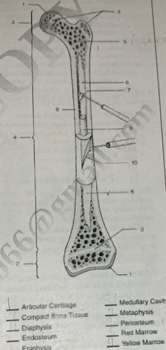 Solved 10 way THI Articular Cartilage Compact Bone Tissue | Chegg.com