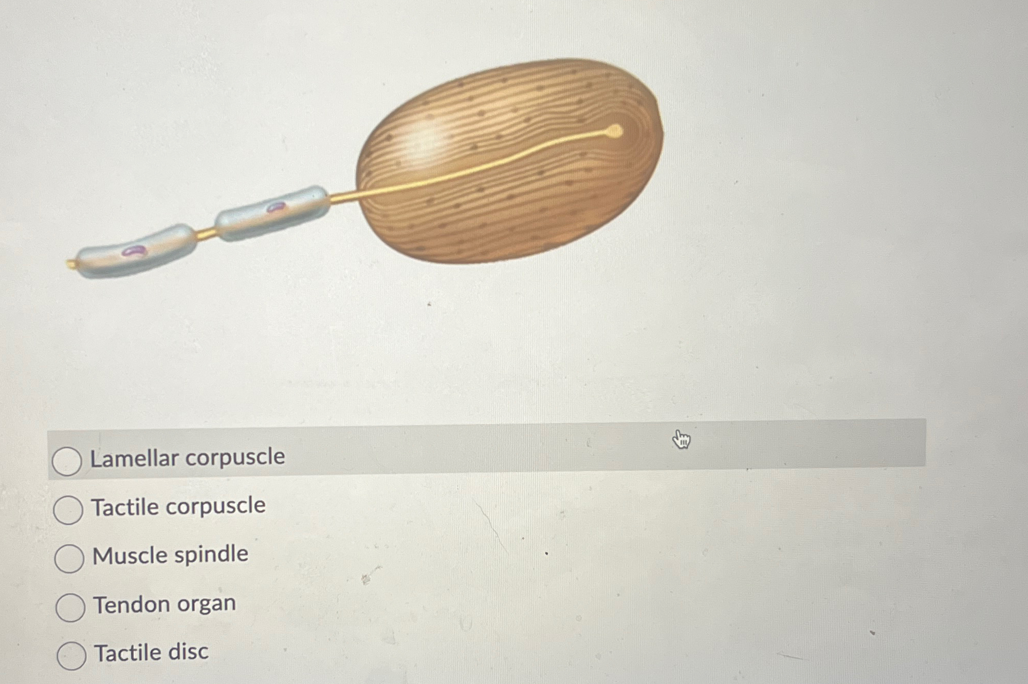 Solved Lamellar corpuscleTactile corpuscleMuscle | Chegg.com