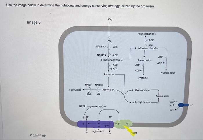 Solved Use the image below to determine the nutritional and | Chegg.com