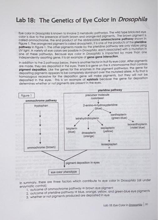 Lab Report 18: The Genetics of Eye Color in | Chegg.com