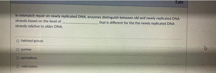 Solved 2 pts In mismatch repair on newly replicated DNA, | Chegg.com