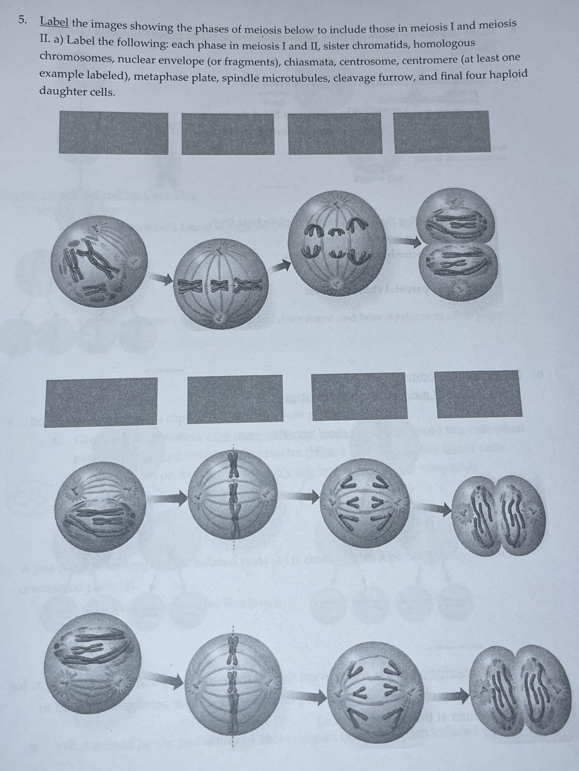 Solved Label the images showing the phases of meiosis below | Chegg.com