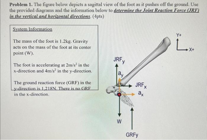 Solved Problem 1. The figure below depicts a sagittal view | Chegg.com