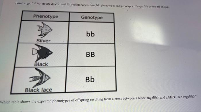Solved Some angelfish colors are determined by codominance. | Chegg.com