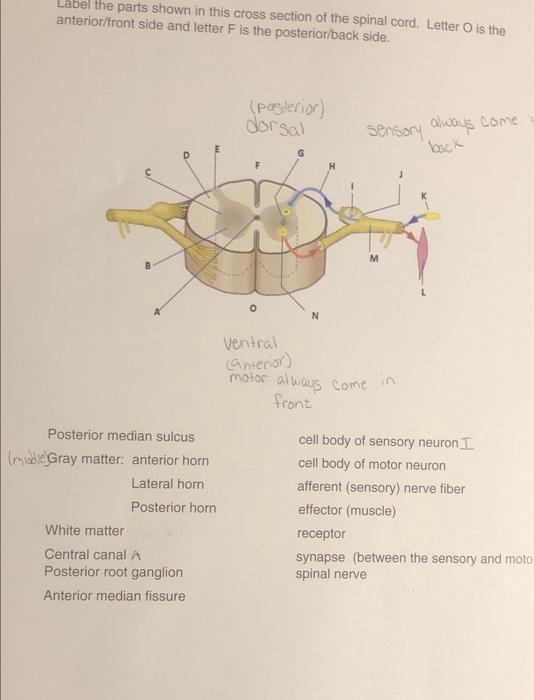 Solved Label the parts shown in the cross section of the | Chegg.com