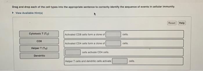 Solved Drag and drop each of the celi types into the | Chegg.com