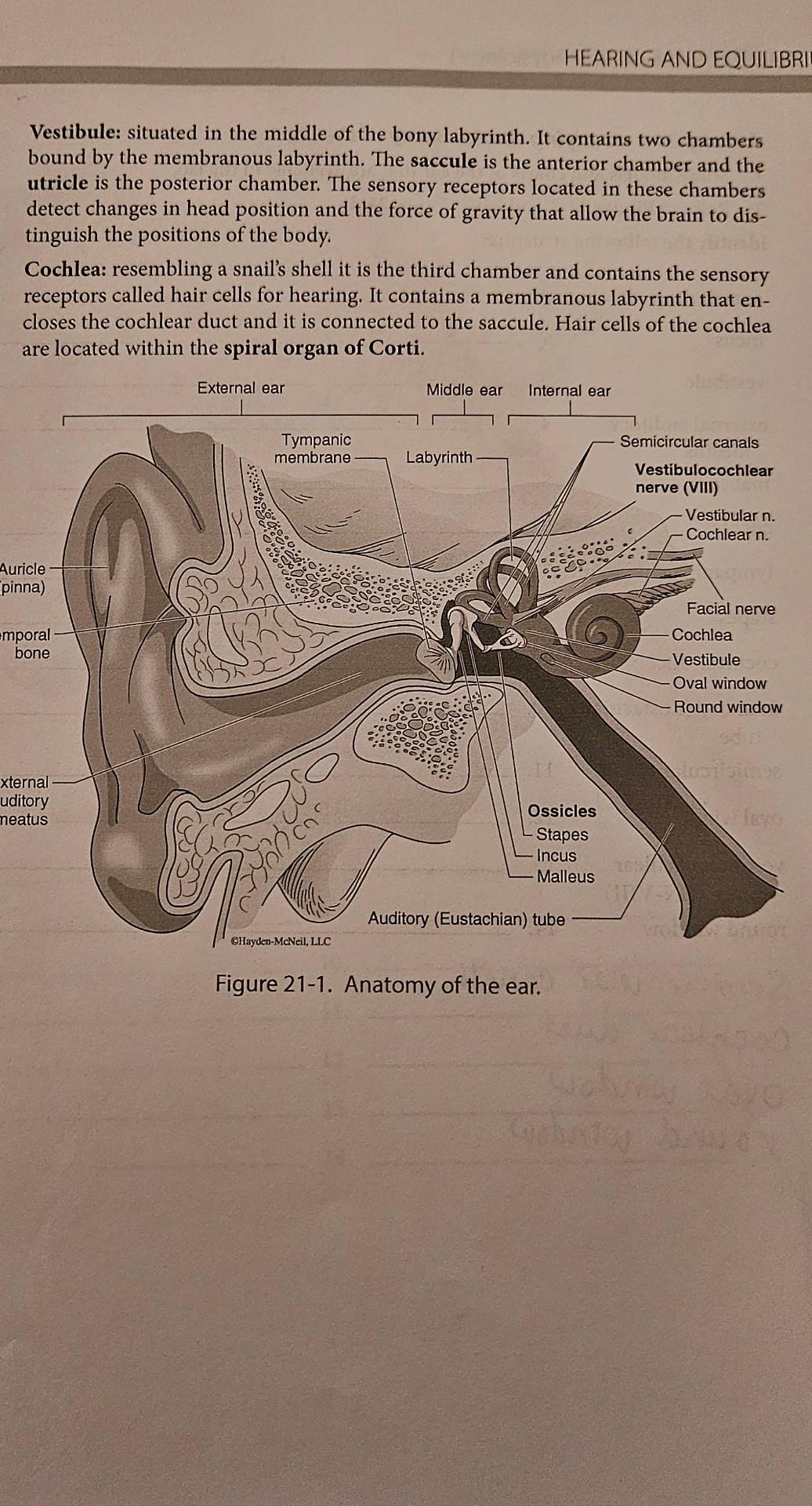 Solved Identify the following structures: auricle incus | Chegg.com
