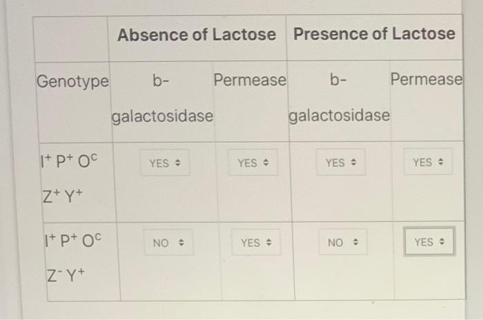 Solved Analyze the following genotypes of the Lac Operon in | Chegg.com