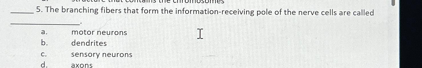 Solved The branching fibers that form the | Chegg.com