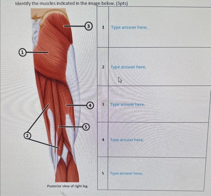 Solved Identify the muscles indicated in the image below. | Chegg.com