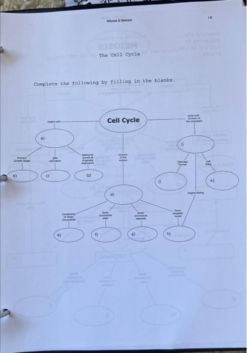 The Cell Cycle Conplete the following by filling in | Chegg.com