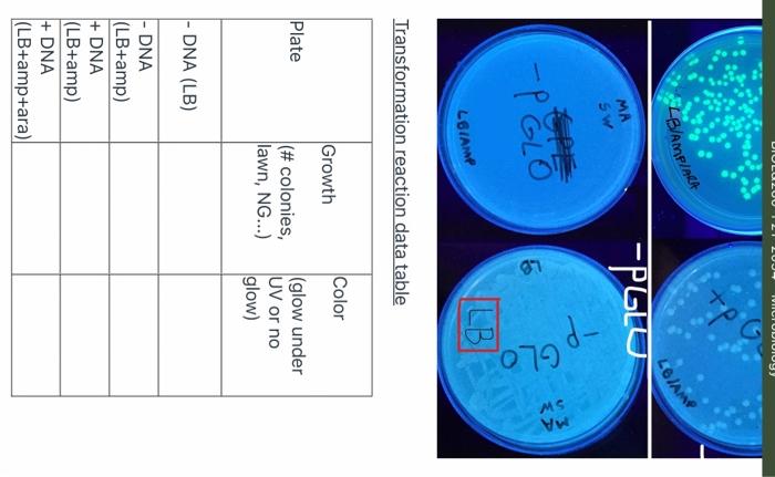 Solved The following plates were obtained using the protocol | Chegg.com