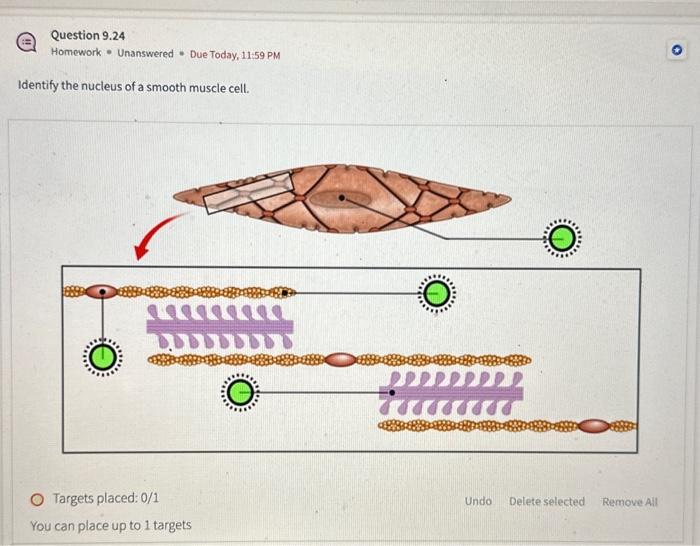 Solved Identify the nucleus of a smooth muscle cell. Targets | Chegg.com
