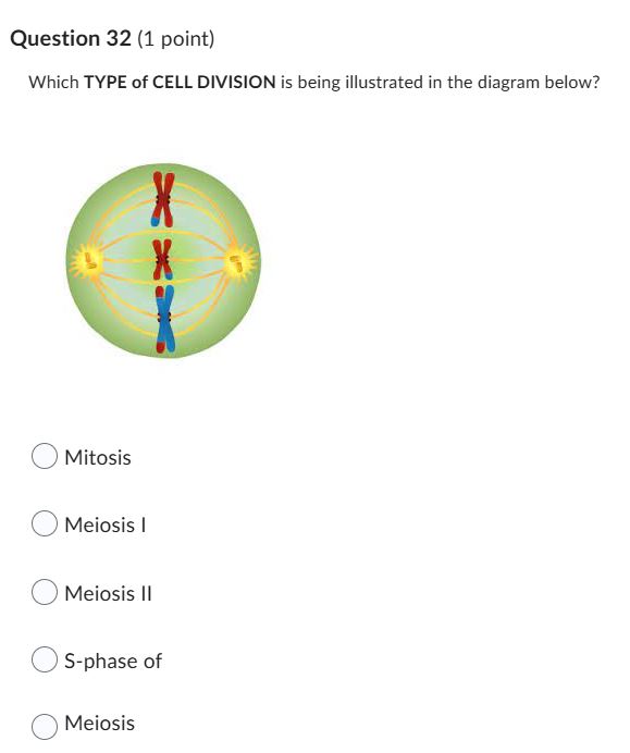 Solved Question 32 (1 ﻿point)Which TYPE of CELL DIVISION is | Chegg.com
