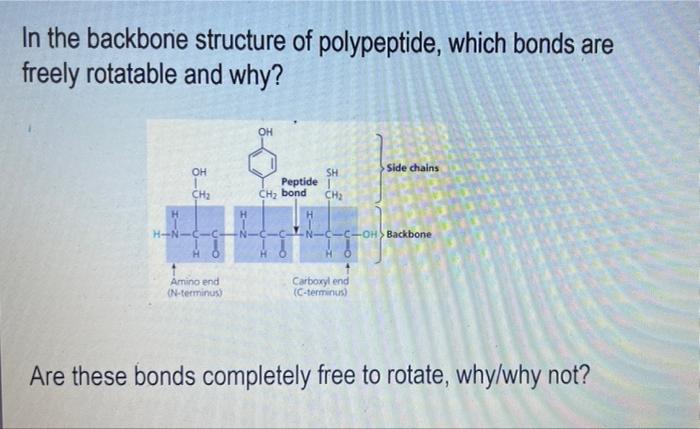 Solved In the backbone structure of polypeptide, which bonds | Chegg.com