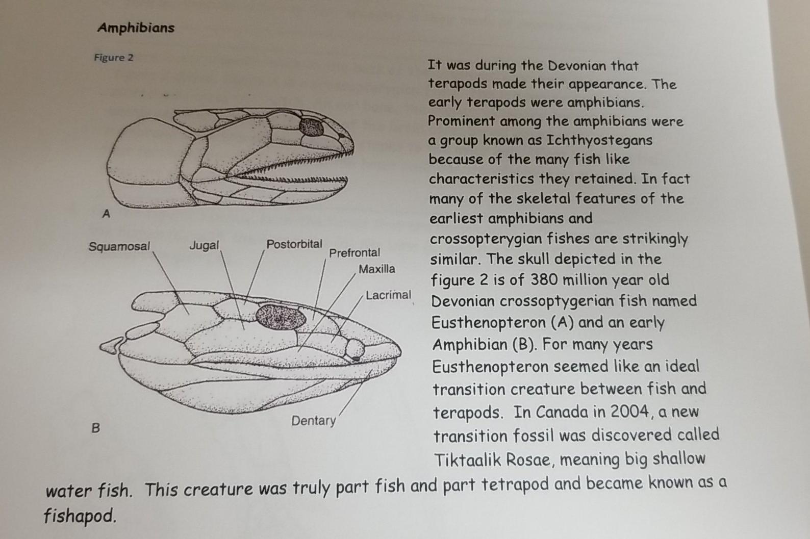 Solved Amphibians Figure 2 А Postorbital Prefrontal Maxilla | Chegg.com