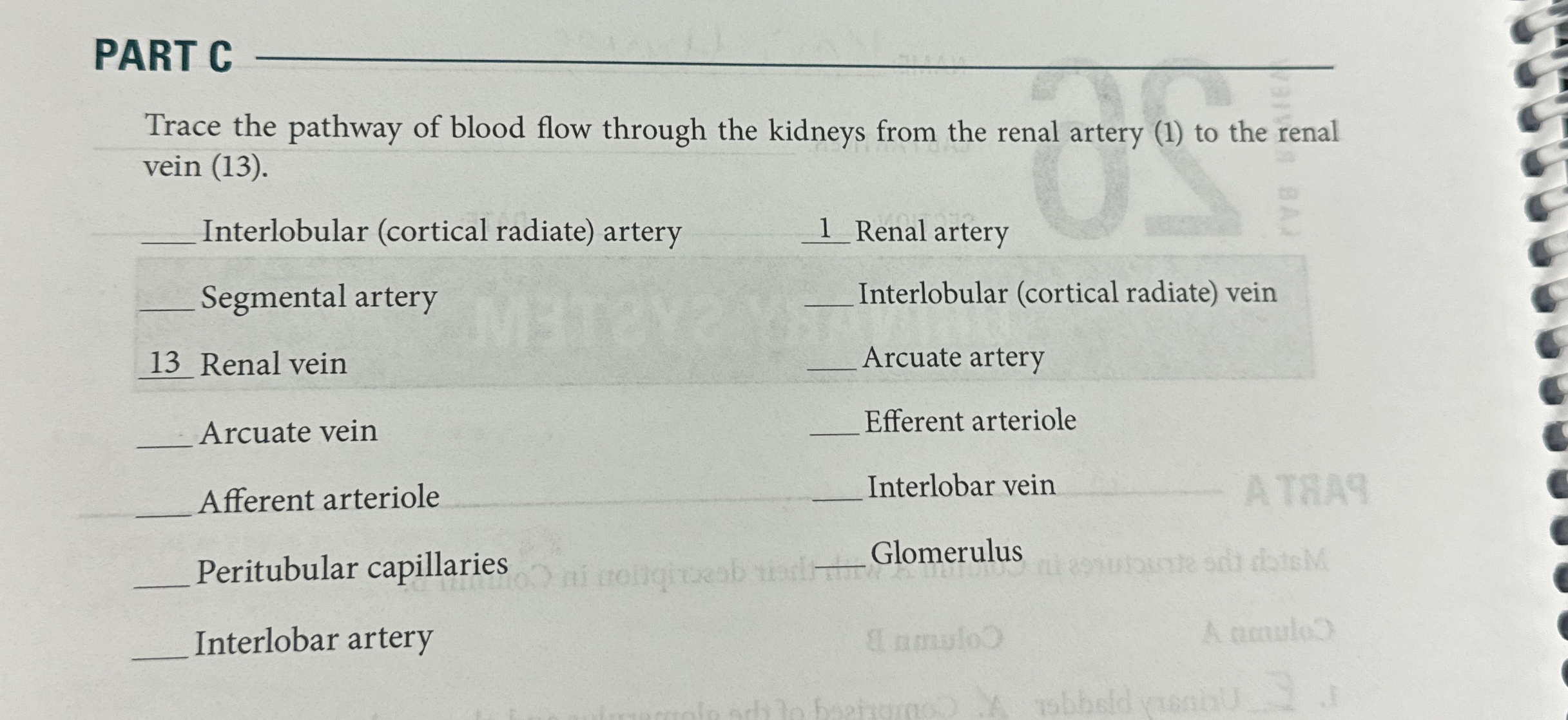 Solved PART CTrace the pathway of blood flow through the | Chegg.com