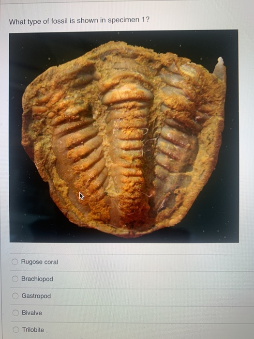 Solved What type of fossil is shown in specimen 1? Rugose | Chegg.com