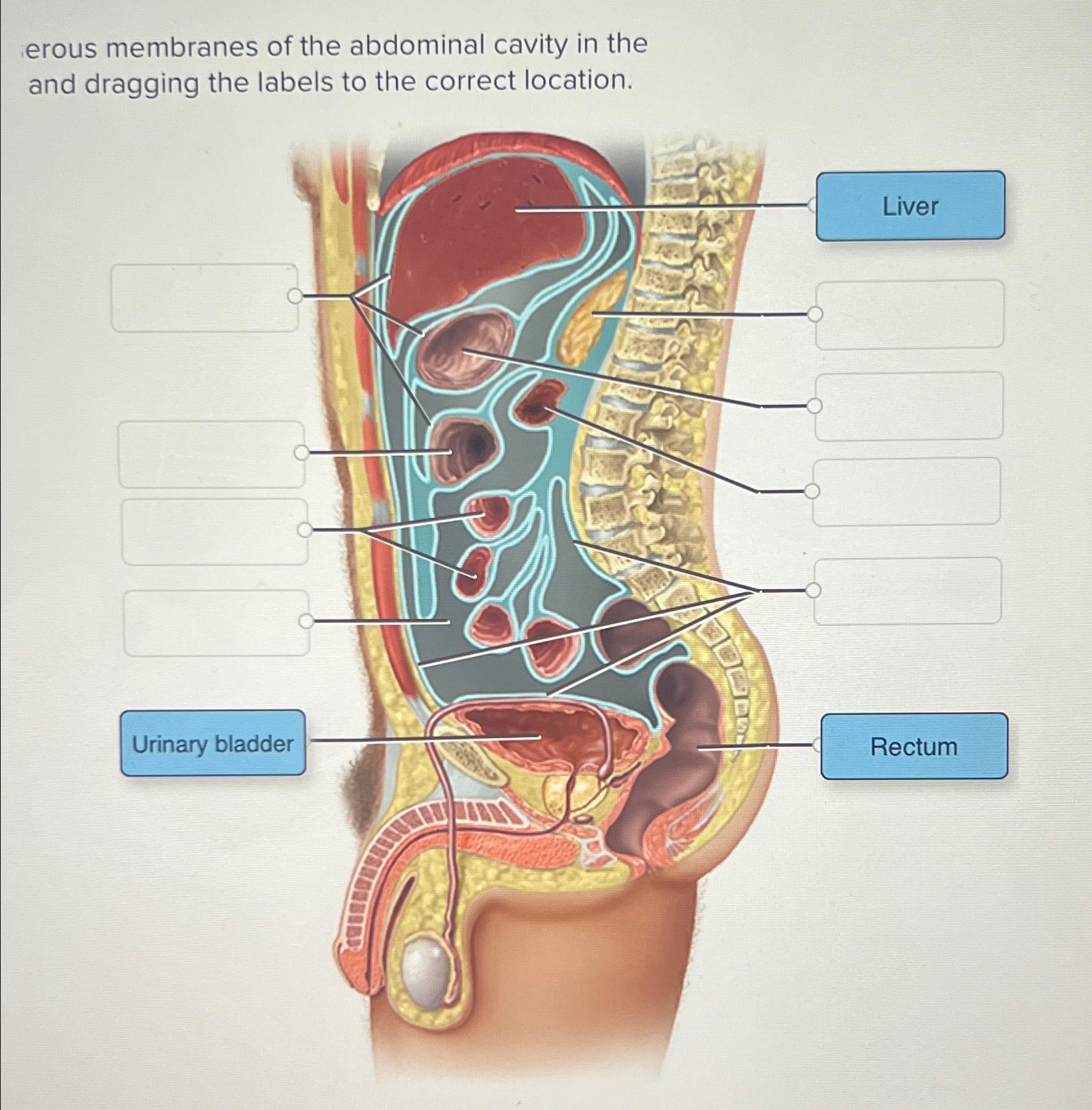 Solved erous membranes of the abdominal cavity in the and | Chegg.com