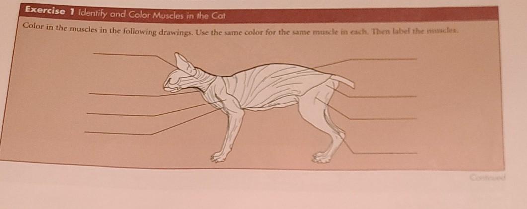 Solved Exercise 1 Identify and Color Muscles in the Cat | Chegg.com