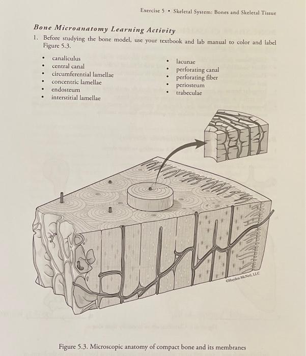 Bone Microanatomy Learning Activity 1. Before | Chegg.com