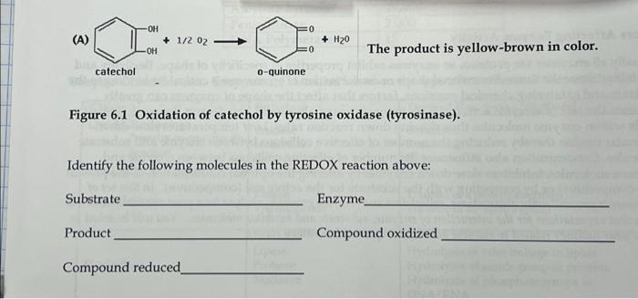 Solved (A) bna. catechol -OH Substrate -OH Product + 1/2 02 | Chegg.com