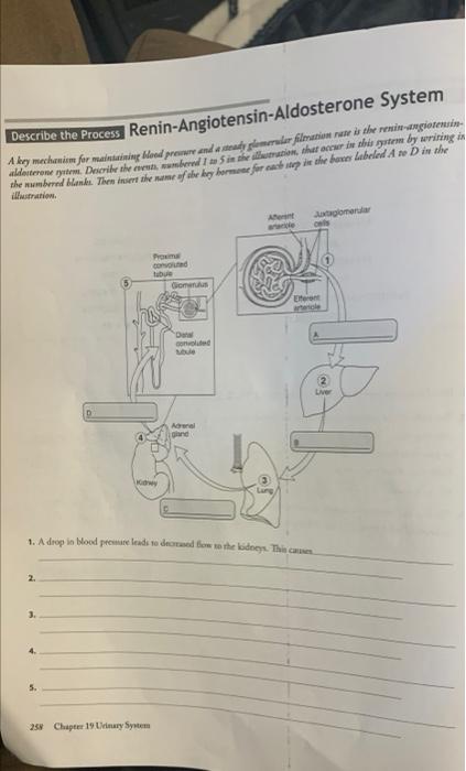 Solved Describe the Process | Renin-Angiotensin-Aldosterone | Chegg.com
