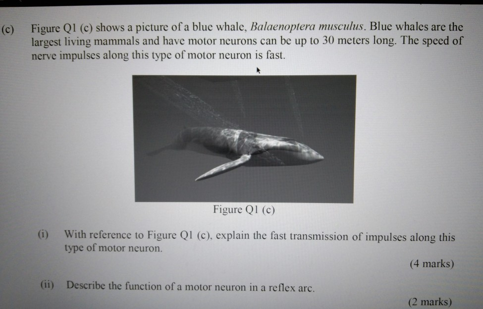 Solved (c) Figure Q1 (c) shows a picture of a blue whale, | Chegg.com
