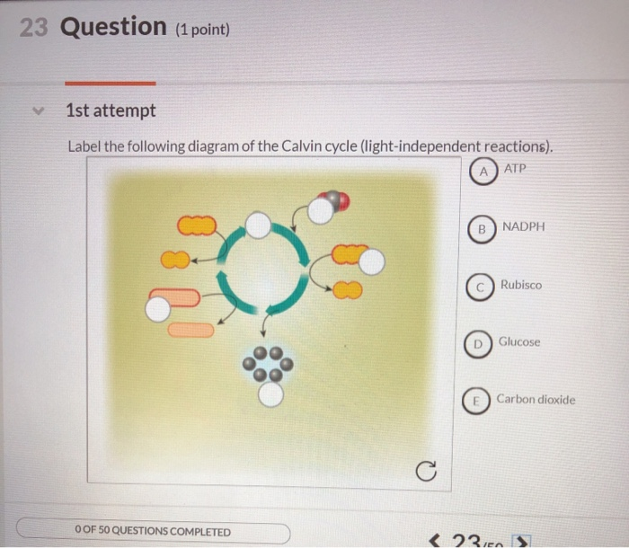 Light Independent Reaction Diagram Calvin Cycle