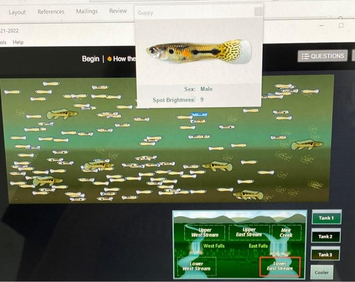 Solved the male guppies are the ones with colorful spots . | Chegg.com