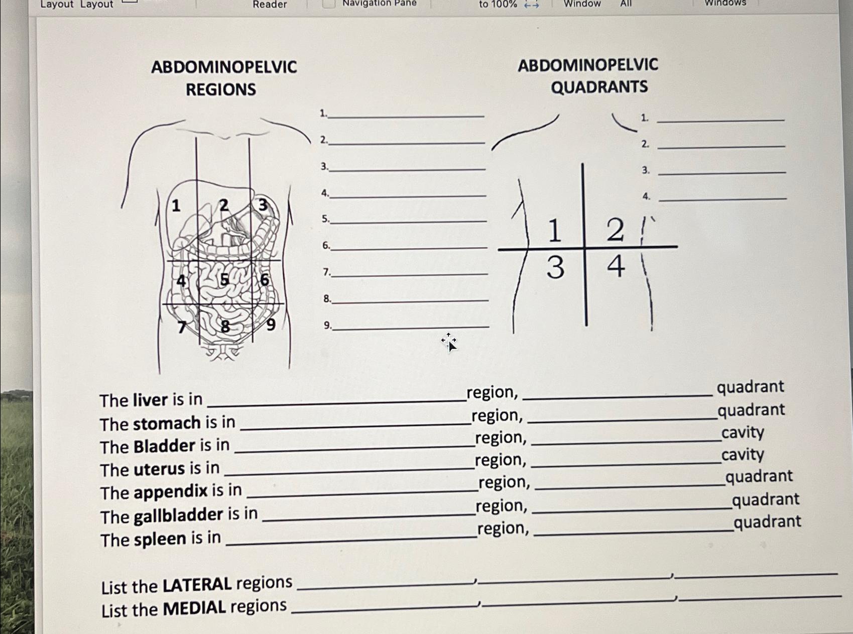 Solved ABDOMINOPELVIC REGIONSABDOMINOPELVIC | Chegg.com