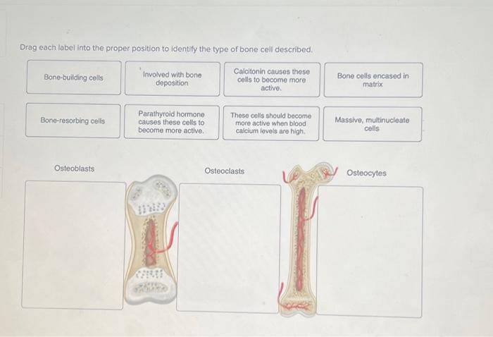 Solved Drag each label into the proper position to identify | Chegg.com