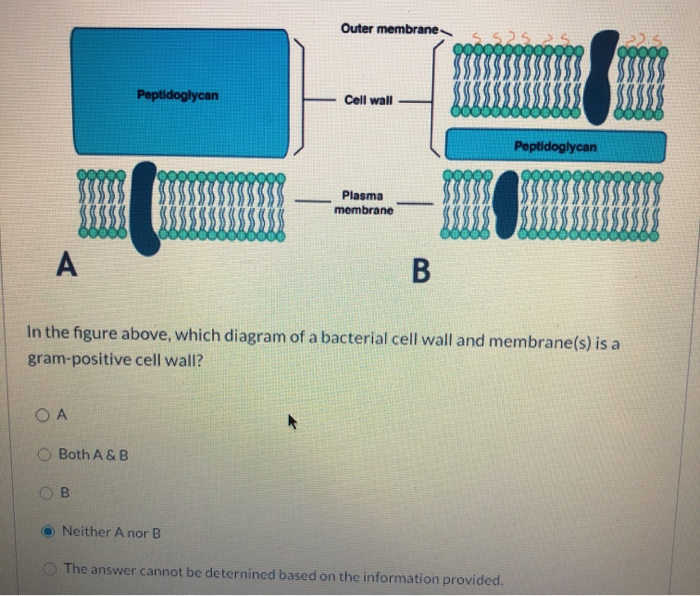 Solved Outer membrane Peptidoglycan Cell wall Peptidoglycan | Chegg.com
