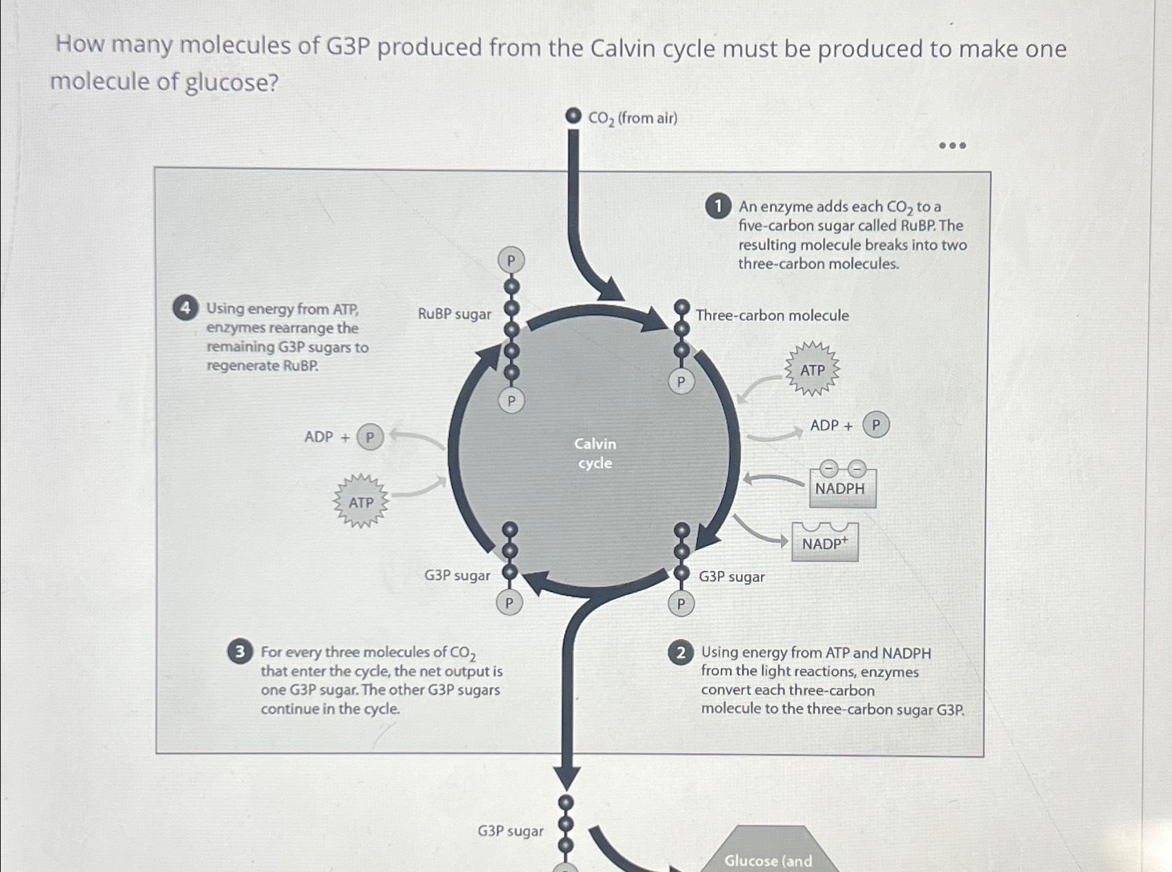 Solved How many molecules of G3P produced from the Calvin | Chegg.com