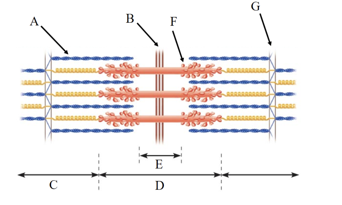 Solved Label the parts to the sarcomere M-Linehyrdolyzes | Chegg.com