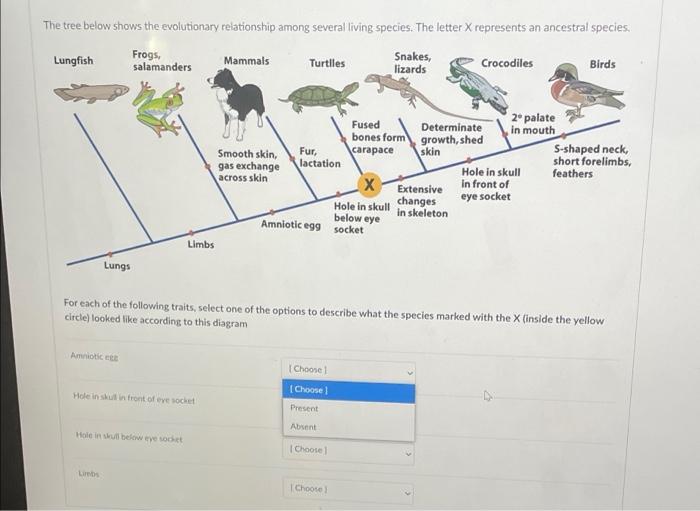 Solved The tree below shows the evolutionary relationship | Chegg.com