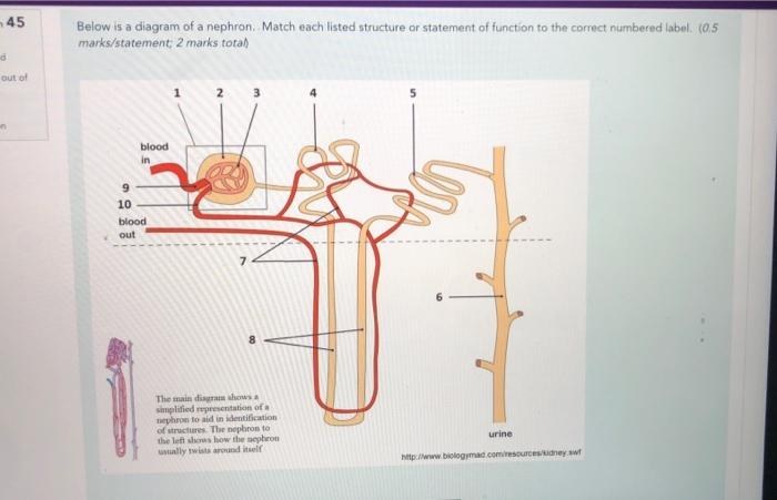 Solved 45 Below is a diagram of a nephron. Match each listed | Chegg.com