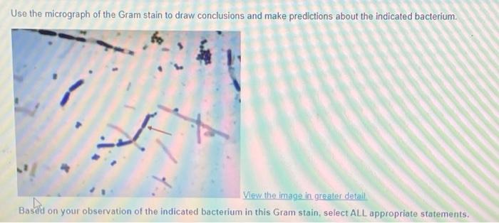 Solved Use the micrograph of the Gram stain to draw | Chegg.com