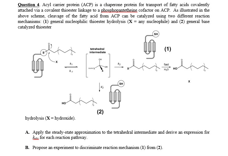 Solved Question 4. ﻿Acyl carrier protein (ACP) ﻿is a | Chegg.com