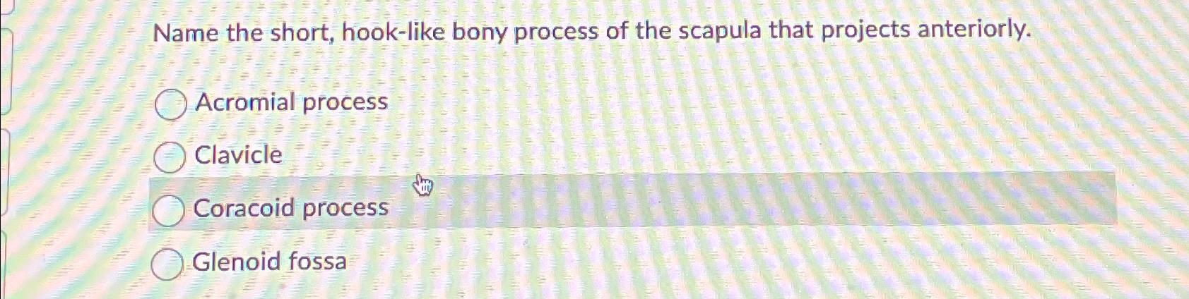 Solved Name the short, hook-like bony process of the scapula | Chegg.com