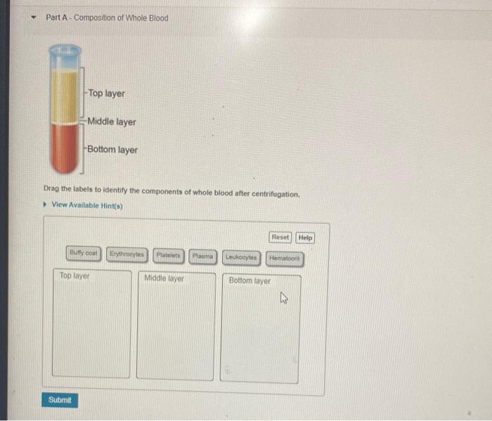 Solved Drag the labels onto the diagram to identify the | Chegg.com