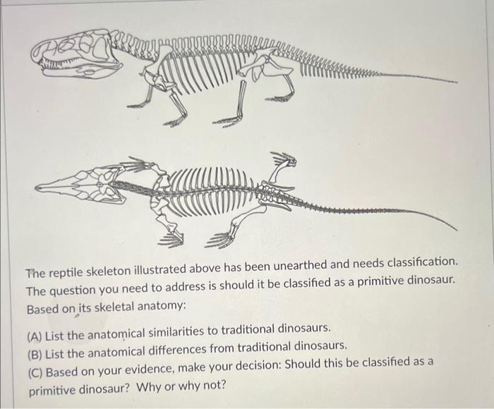 Solved The reptile skeleton illustrated above has been | Chegg.com