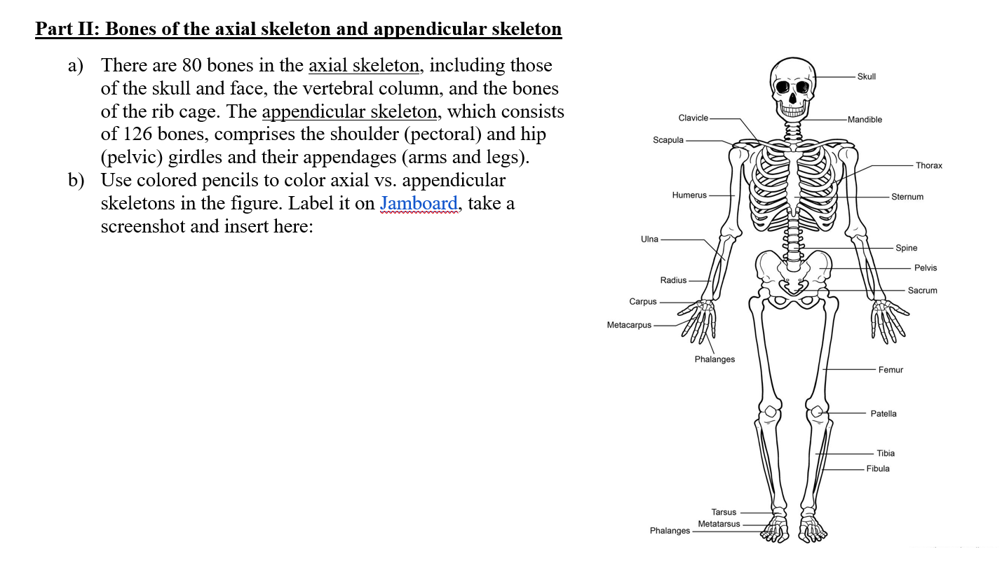Solved Part II: Bones of the axial skeleton and appendicular | Chegg.com