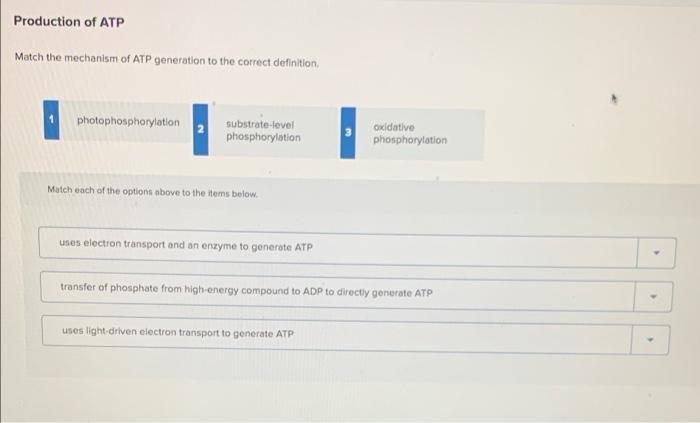 Solved Production of ATP Match the mechanism of ATP | Chegg.com