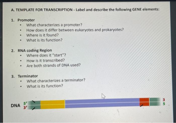 Solved A. TEMPLATE FOR TRANSCRIPTION - Label and describe | Chegg.com