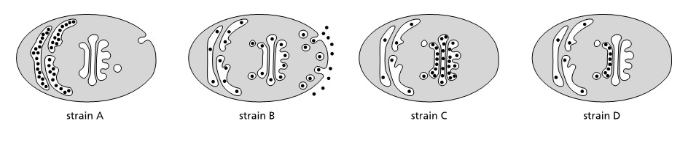 Solved You wish to investigate protein secretion from yeast | Chegg.com