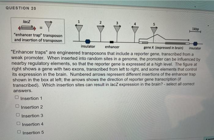 Solved QUESTION 20 Ý lacz 1kbp "enhancer trap" transposon | Chegg.com