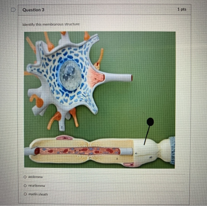 Solved Question 3 1 pts Identify this membranous structure: | Chegg.com