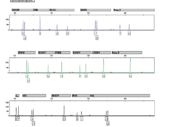 PART II: STR PROFILING a. For electropherogram 1 and | Chegg.com